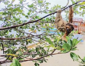 Roatán, Honduras: Daniel Johnson's Monkey & Sloth Hangout