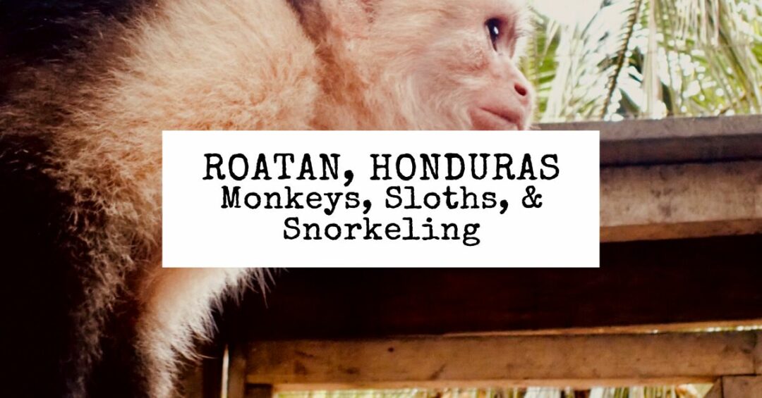 Roatán, Honduras: Daniel Johnson's Monkey & Sloth Hangout