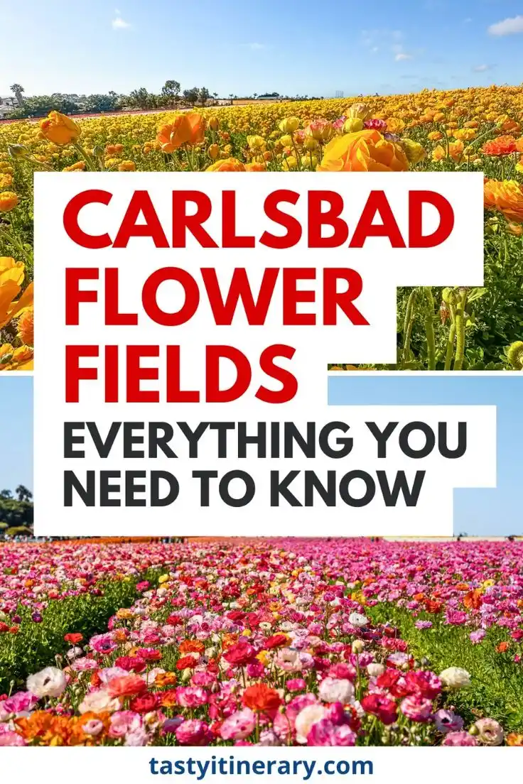 Visiting the Carlsbad Flower Fields: Everything You Need to Know ...